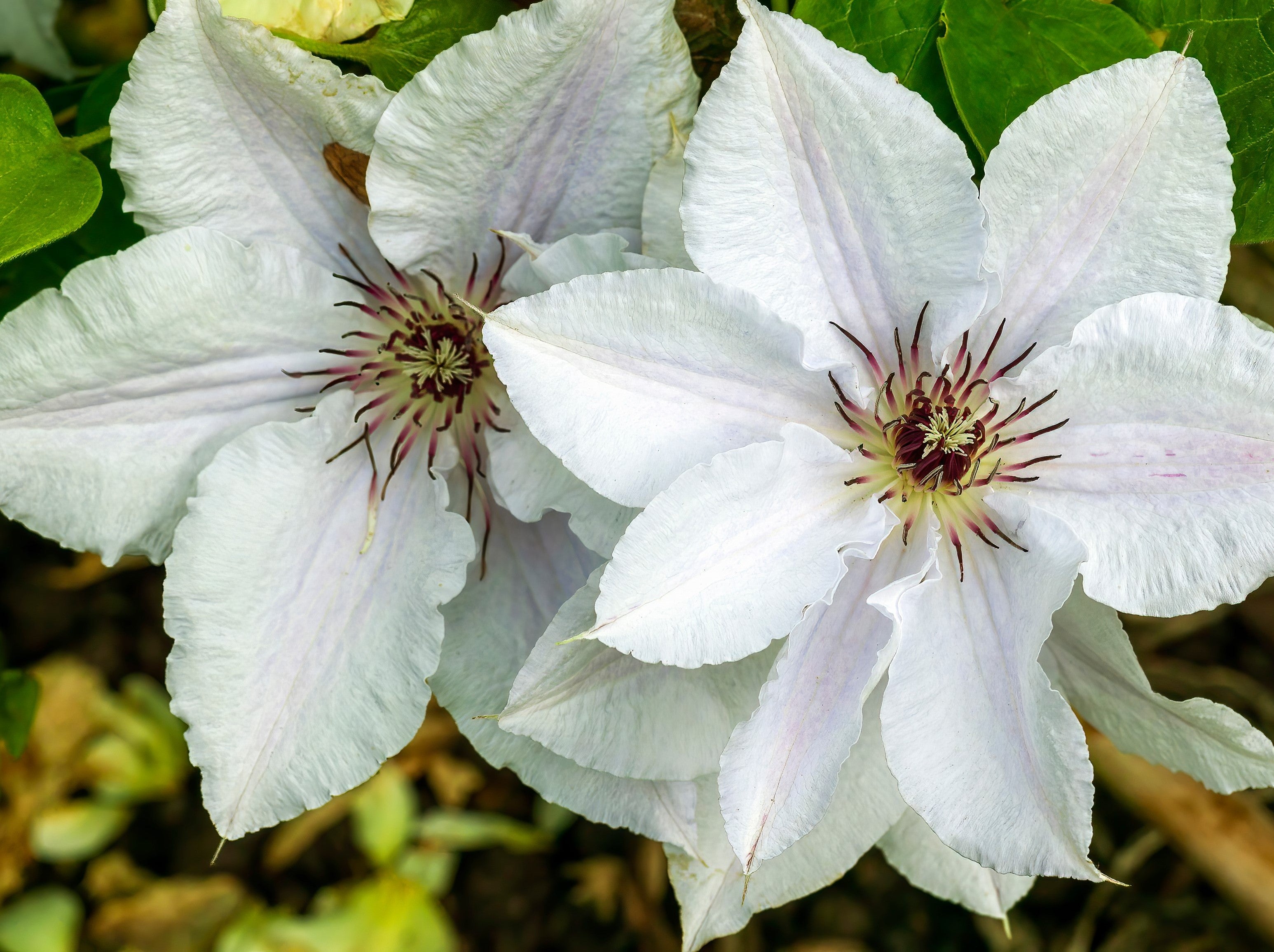 Clematis Snow Queen – Unika Växter