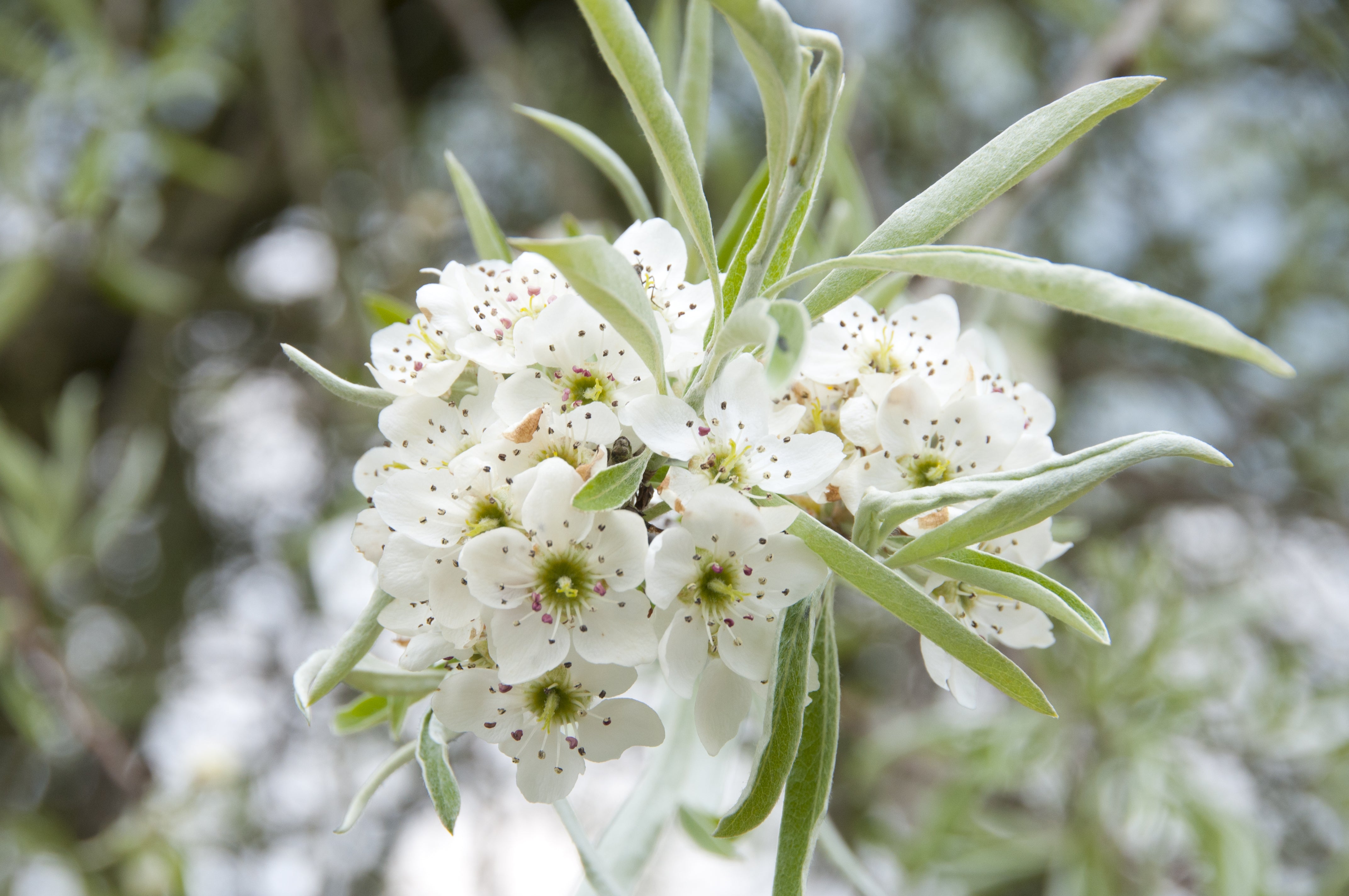 Silverpäronträd - Pyrus salicifolia 'Pendula' 60 cm – Unika Växter