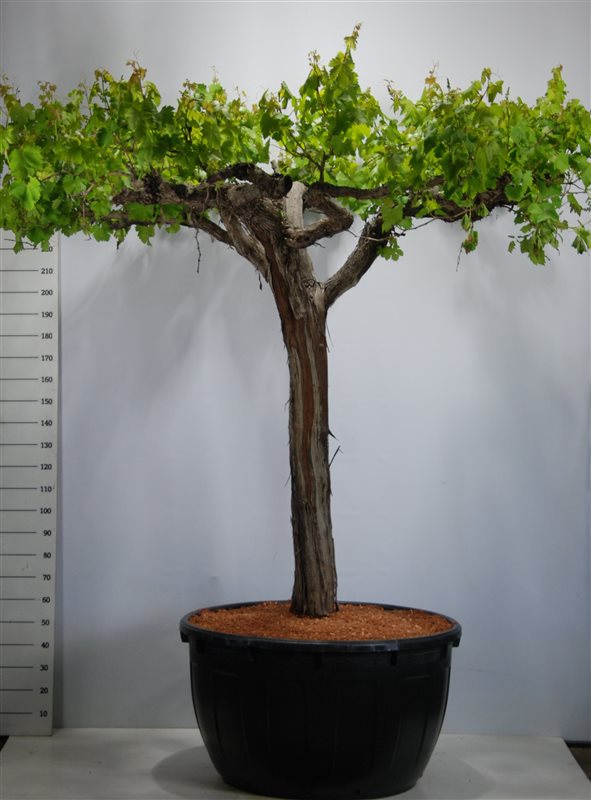 Gammal Vinranka Vitis vinifera ca 200 cm – Unika Växter